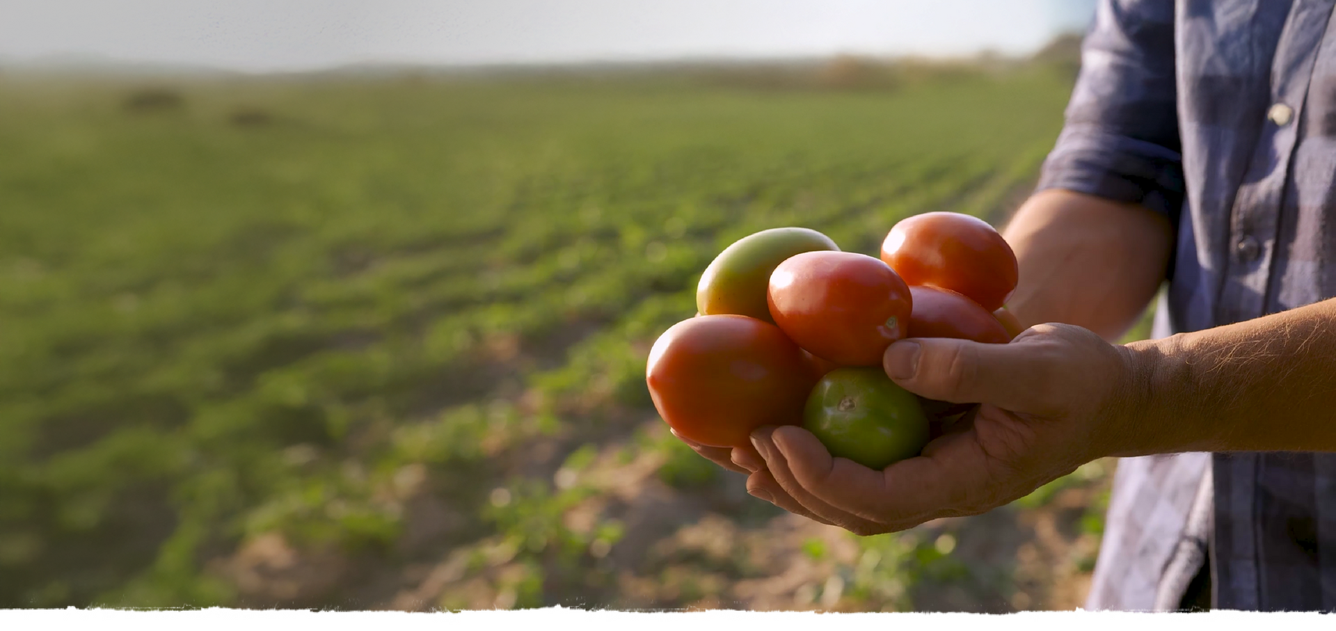 Violet Foods - Crafted in New Jersey since 1950. From farm to can in le